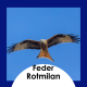 Feder Rotmilan:Deutschlands heimlicher Wappenvogel