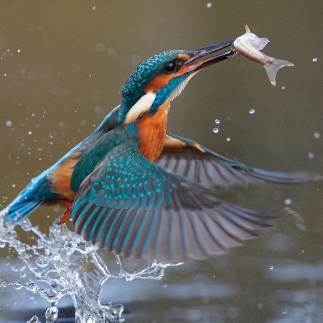 Rotmilan Feder: Eine Scharfsichtige Betrachtung